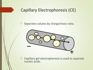 Electrophoresis | PPT