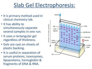 Electrophoresis sem4 paper1 MITHIBAI COLLEGE | PPTX