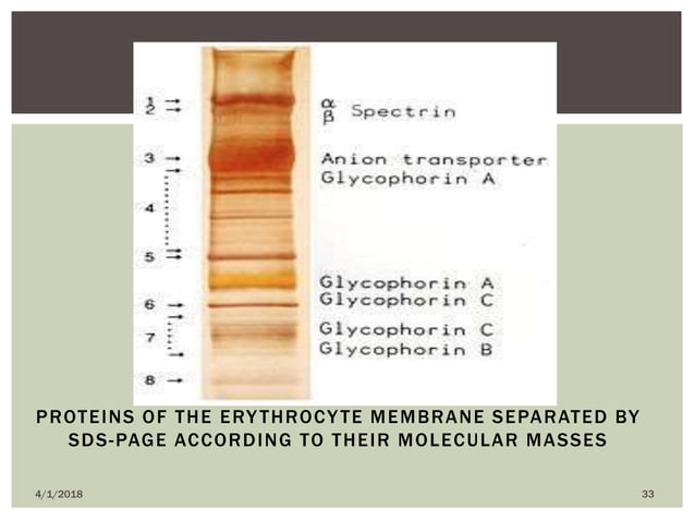 Electrophoresis-PAPER ELECTROPHORESIS,GEL ELCTROPHORESIS, PAGE-SDS AND ...