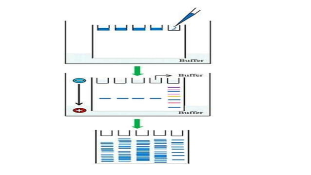 Electro phoresis | PPT