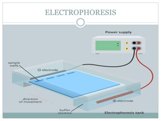 Electrophoresis | PPTX