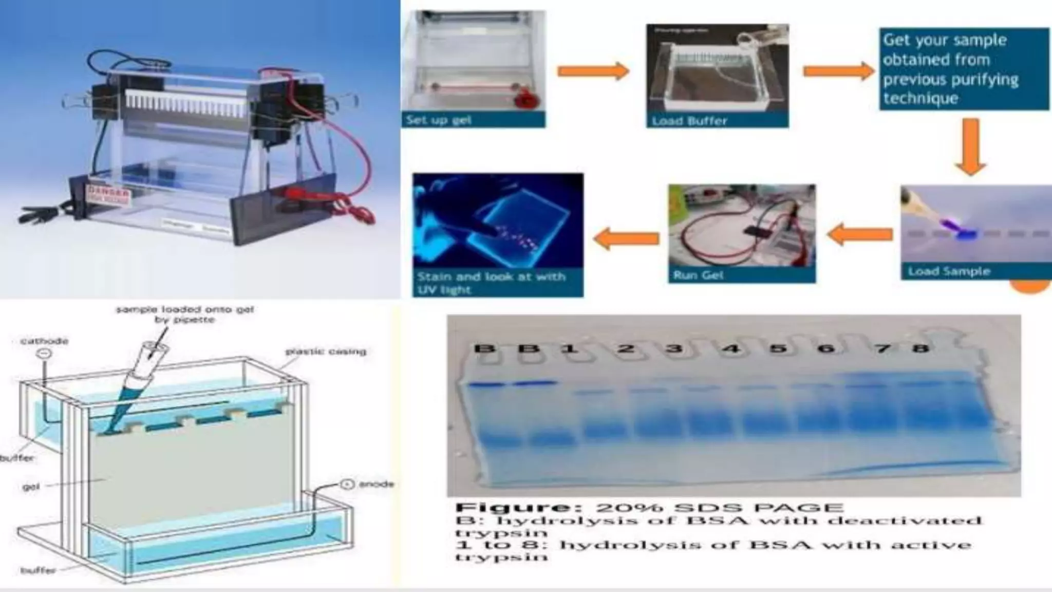 Electrophoresis | PPTX