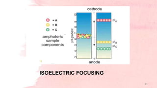 Electrophoresis | PPTX