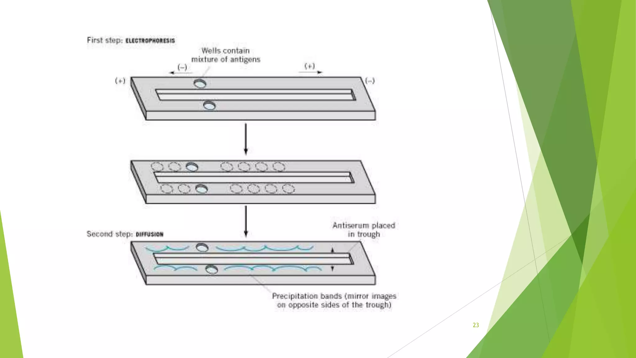 Electrophoresis | PPT