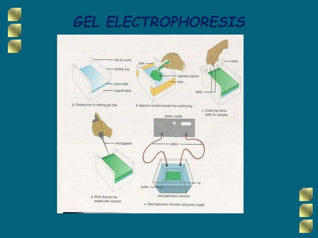 Electrophoresis, principle and types | PPTX | Chemistry | Science