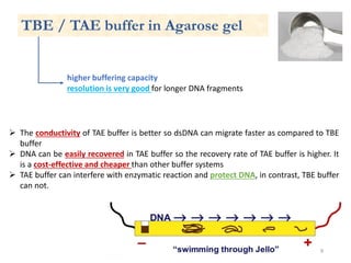 Electrophoresis | PDF | Chemistry | Science