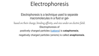 JAndrew/Electrophoresis.pptx