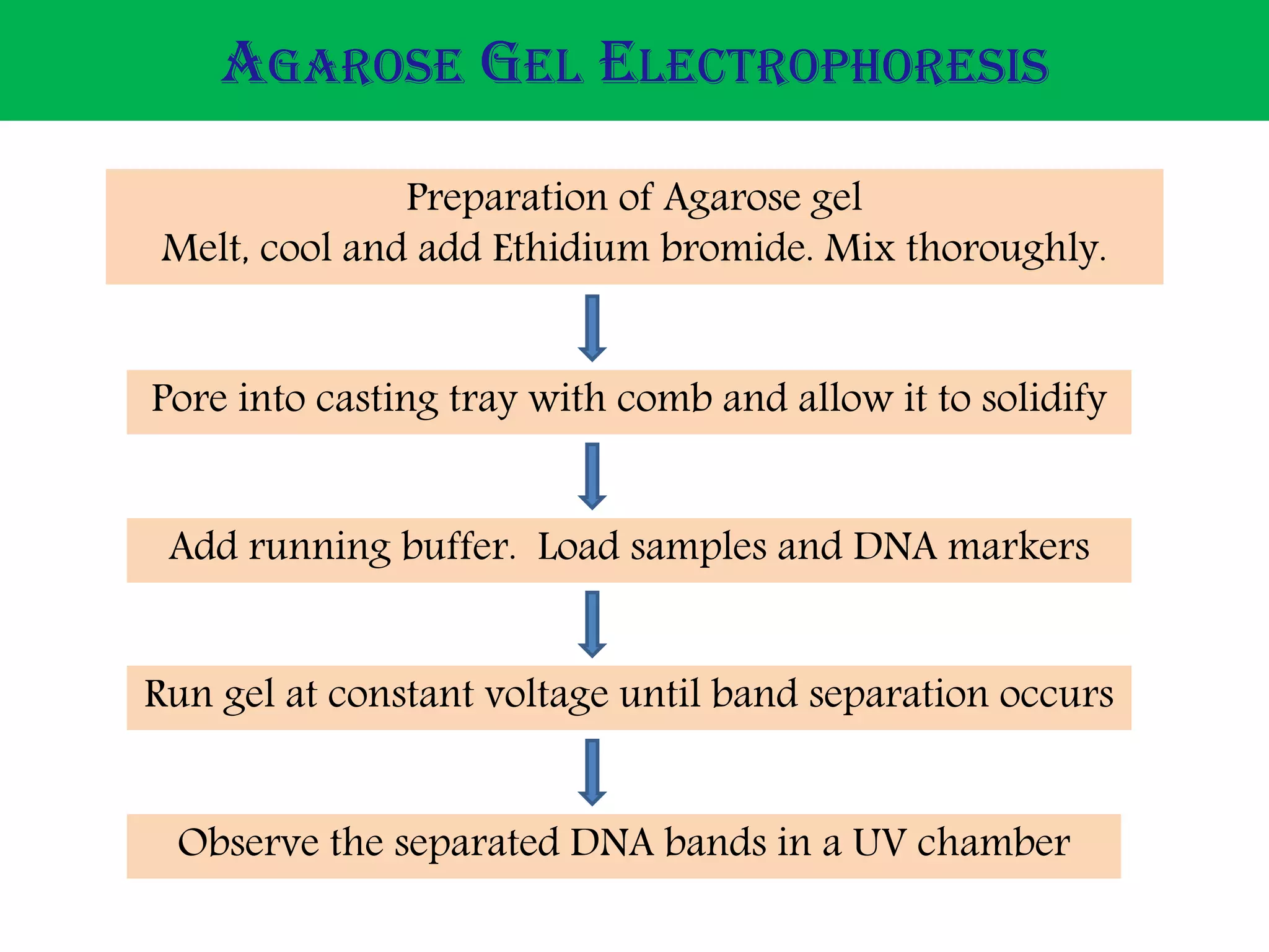 Electrophoresis.pdf