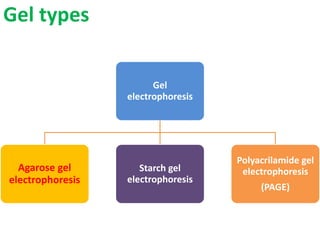 Electrophoresis.pptx