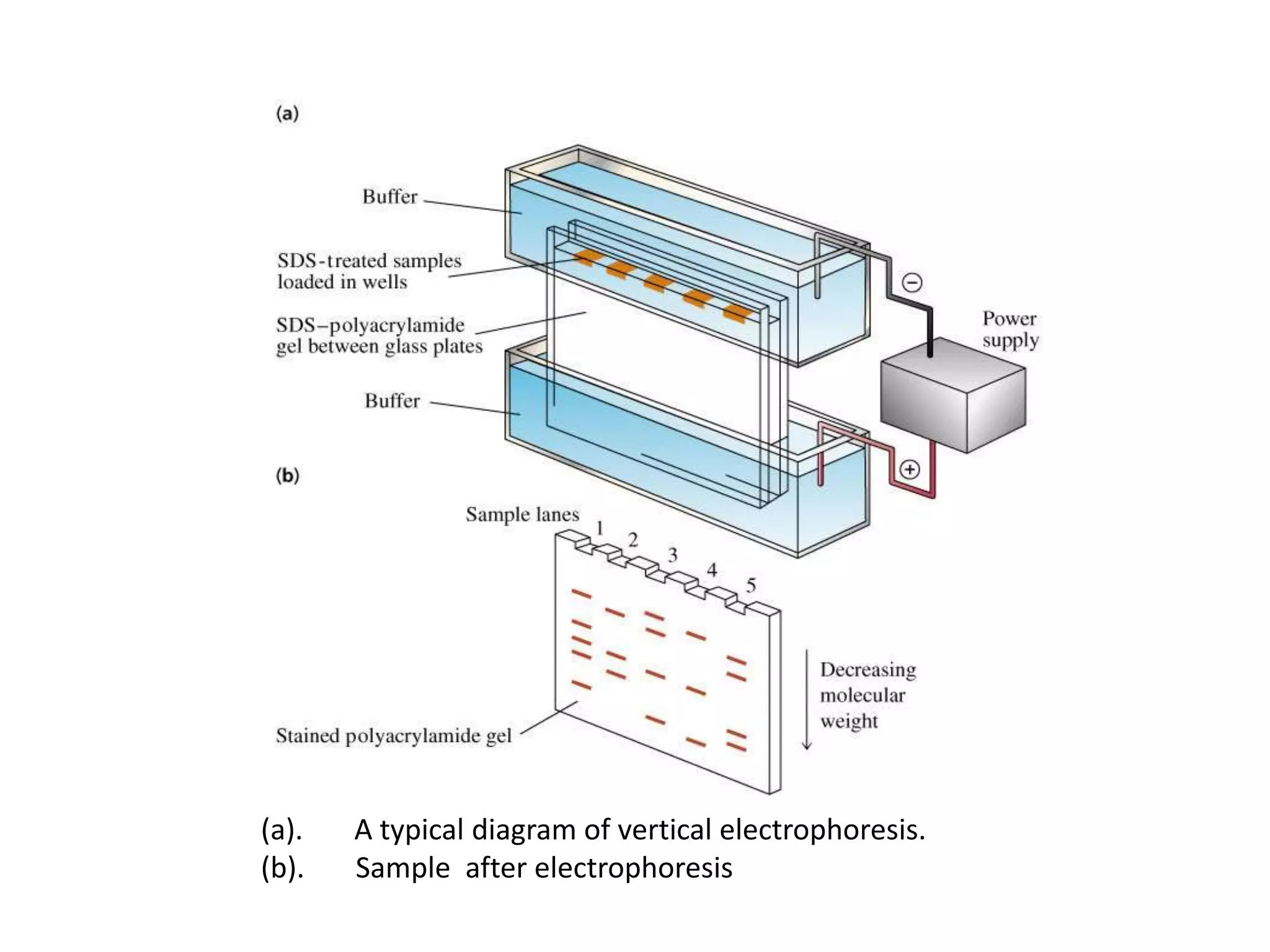 Electrophoresis.pptx