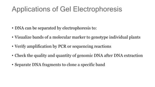 Electrophoresis for the students of uG and PG | PPTX