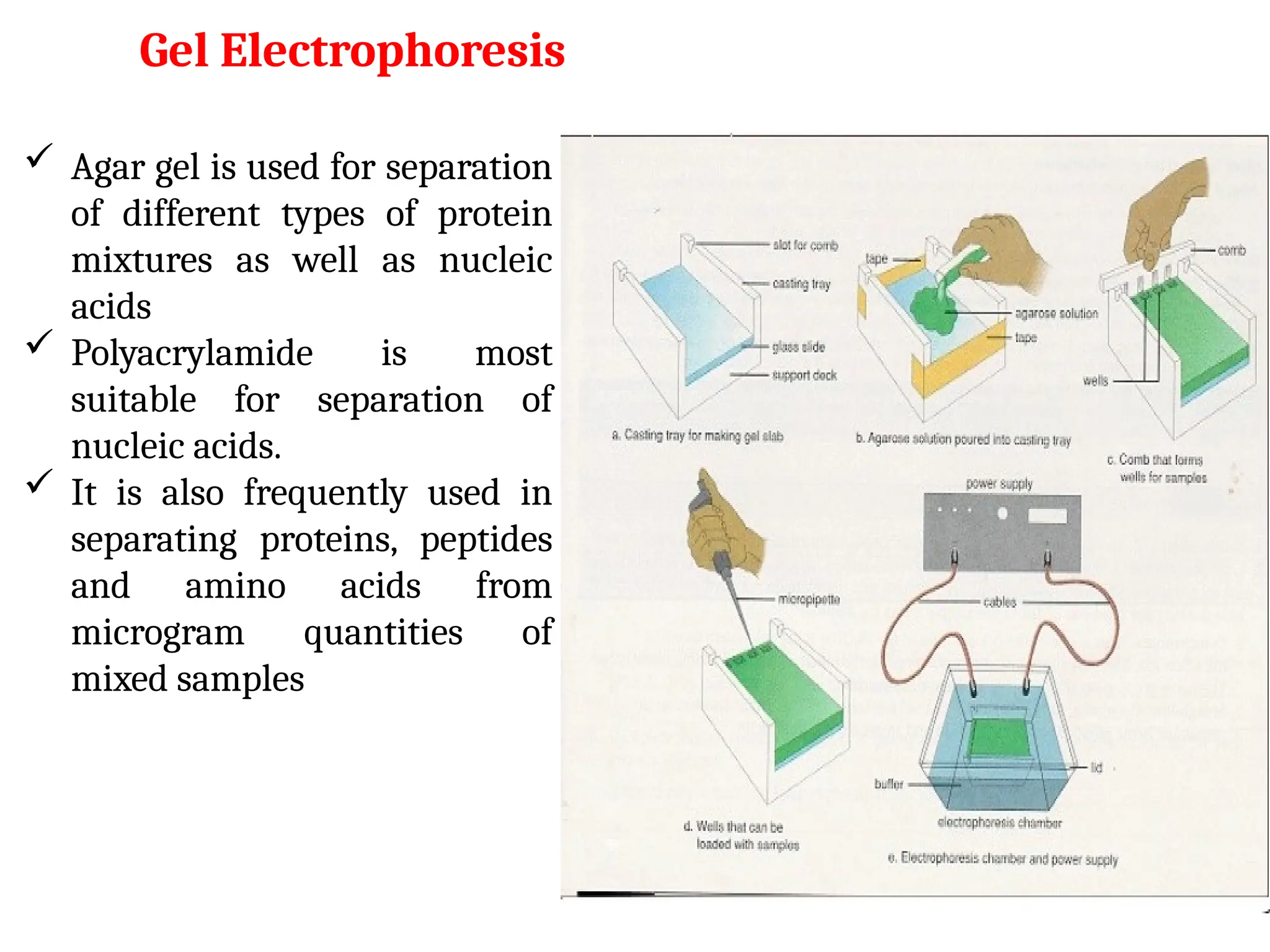 Electrophoresis. separation of proteins ppt | PPTX