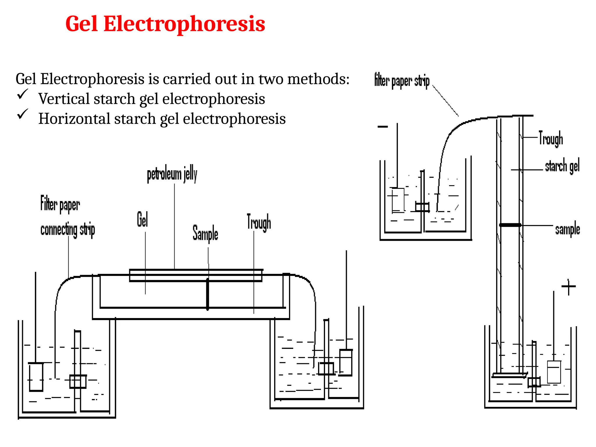 Electrophoresis. separation of proteins ppt | PPTX