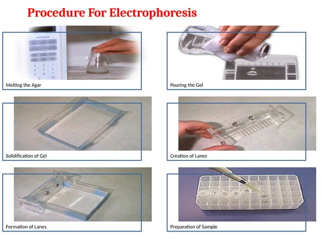 Electrophoresis. separation of proteins ppt | PPTX | Chemistry | Science