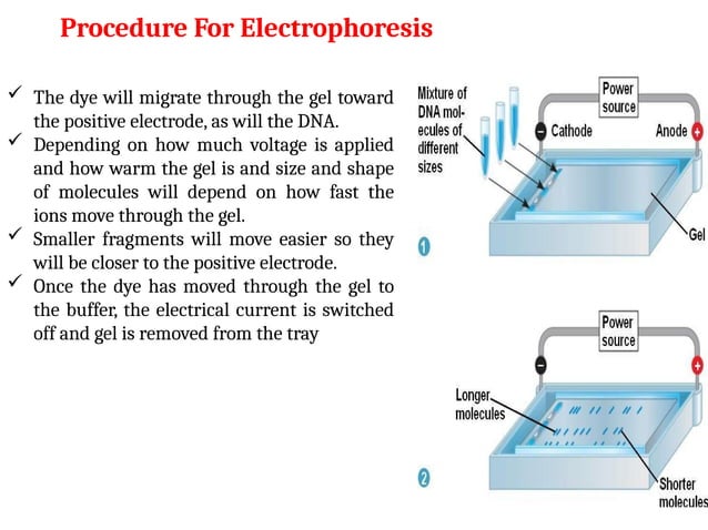 Electrophoresis. separation of proteins ppt | PPTX | Chemistry | Science