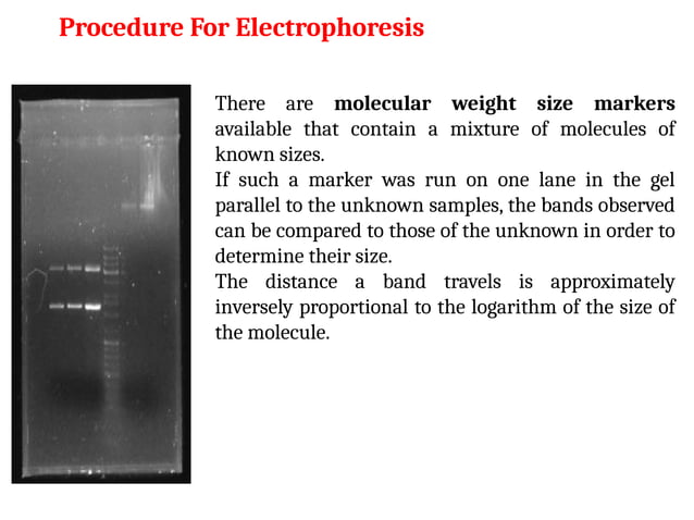 Electrophoresis. separation of proteins ppt | PPTX | Chemistry | Science