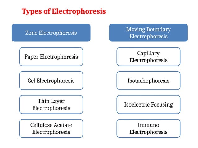 Electrophoresis. separation of proteins ppt | PPTX | Chemistry | Science