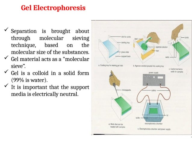 Electrophoresis. separation of proteins ppt | PPTX | Chemistry | Science
