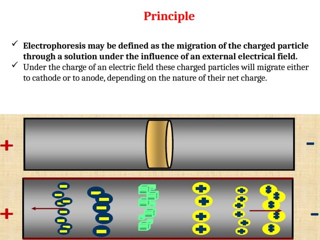 Electrophoresis. separation of proteins ppt | PPTX | Chemistry | Science