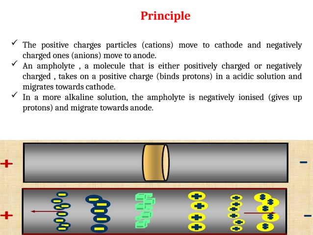 Electrophoresis. separation of proteins ppt | PPTX | Chemistry | Science