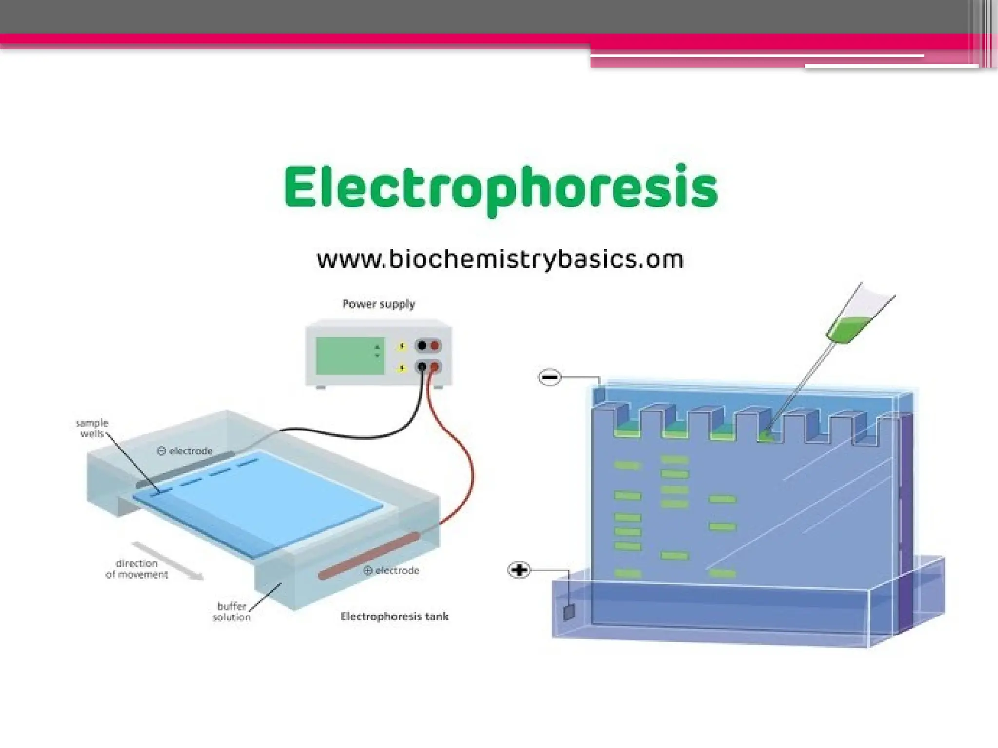 Laboratory technique used to separate charged molecules. | PPT