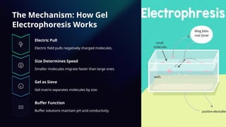 Electrophoresis defininition types procedure | PPT