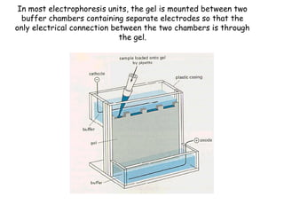 Electrophoresis (2) | PPT