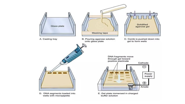 ELECTROPHORESIS and its procedure application(3).pptx