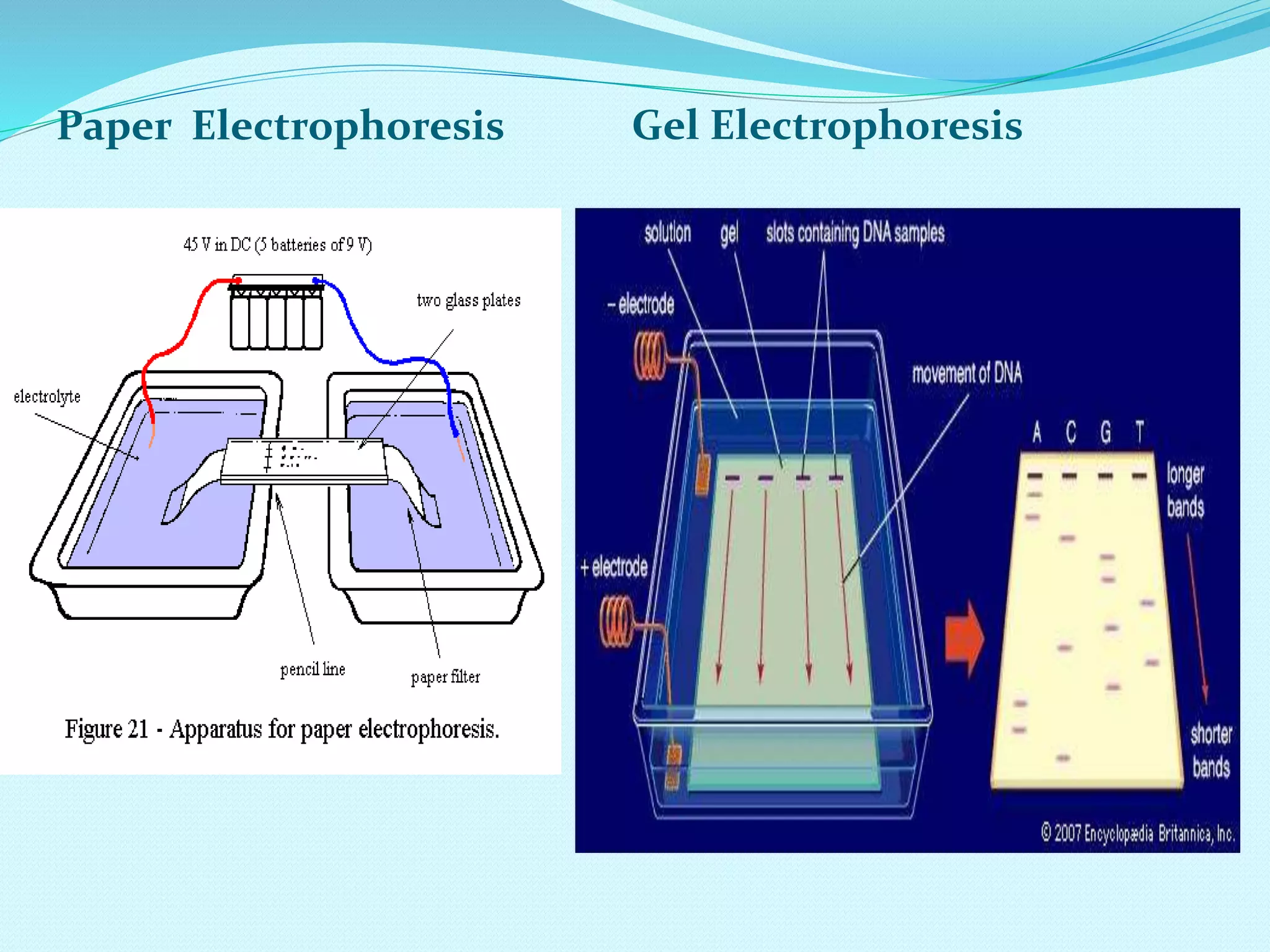 Electrophoresis | PPTX | Chemistry | Science