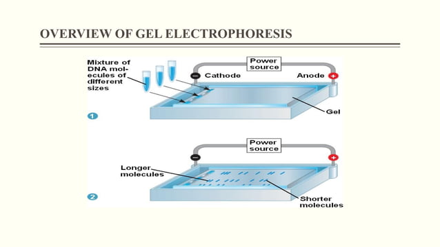 INTRODUCTION TO ELECTROPHORESIS :PRINCIPLES , INSTRUMENTATION AND ...