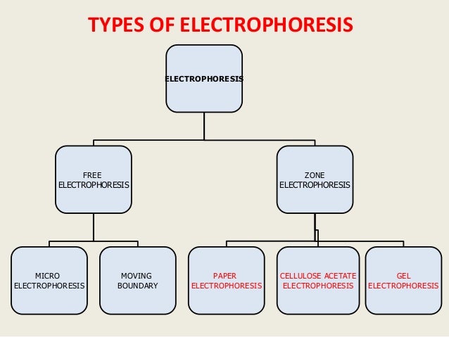 Electrophoresis presentation