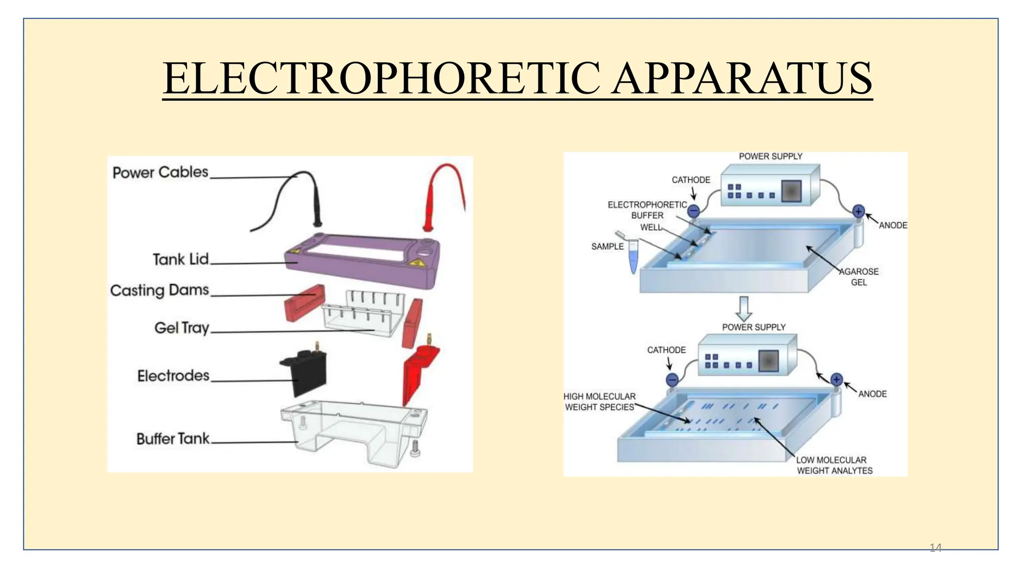electrophoresis: types, advantages, disadvantages and applications. | PPTX