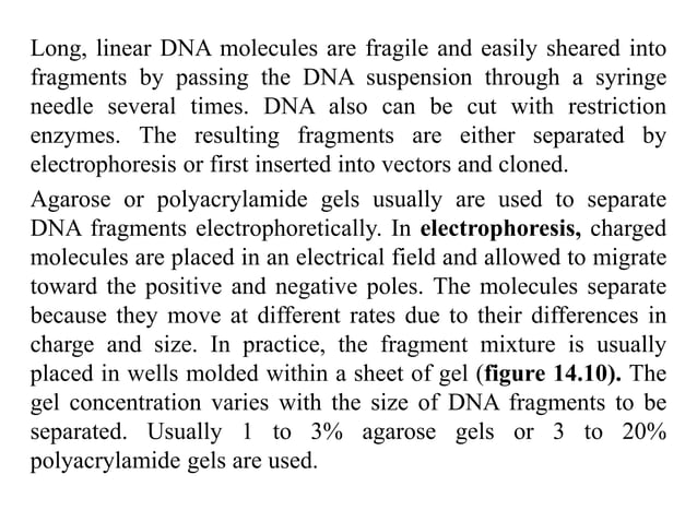 fragments are either separated by electrophoresis | PPT