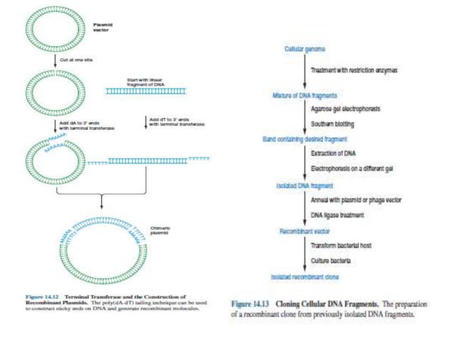 fragments are either separated by electrophoresis | PPT