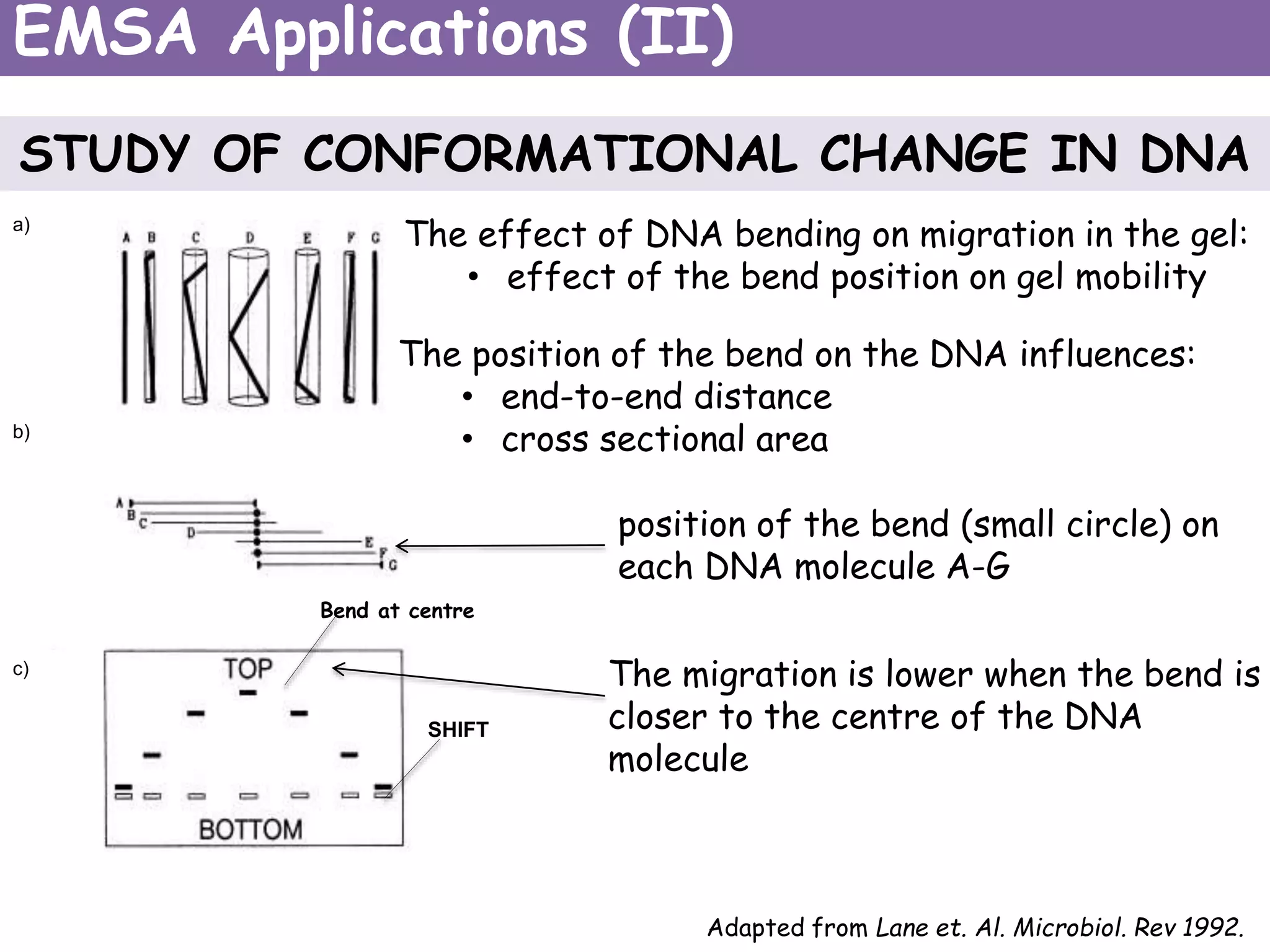 ''Electrophoretic Mobility Shift Assay'' by KATE, Wisdom Deebeke | PPTX