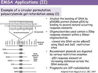 ''Electrophoretic Mobility Shift Assay'' by KATE, Wisdom Deebeke | PPTX