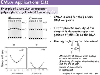 ''Electrophoretic Mobility Shift Assay'' by KATE, Wisdom Deebeke | PPTX