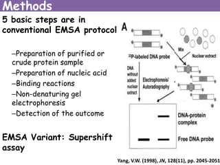 ''Electrophoretic Mobility Shift Assay'' by KATE, Wisdom Deebeke | PPTX