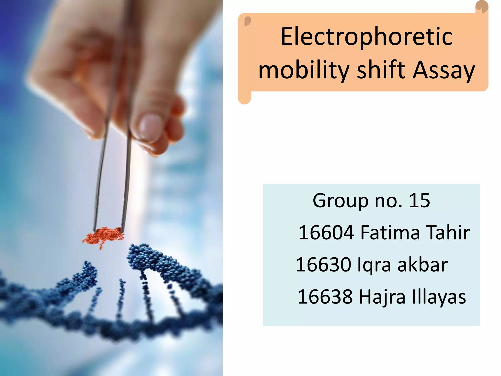 Electrophoretic mobility shift assay | PPTX