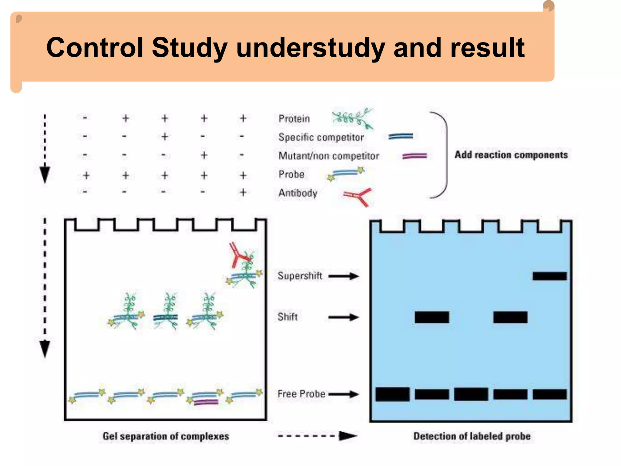 Electrophoretic mobility shift assay | PPTX