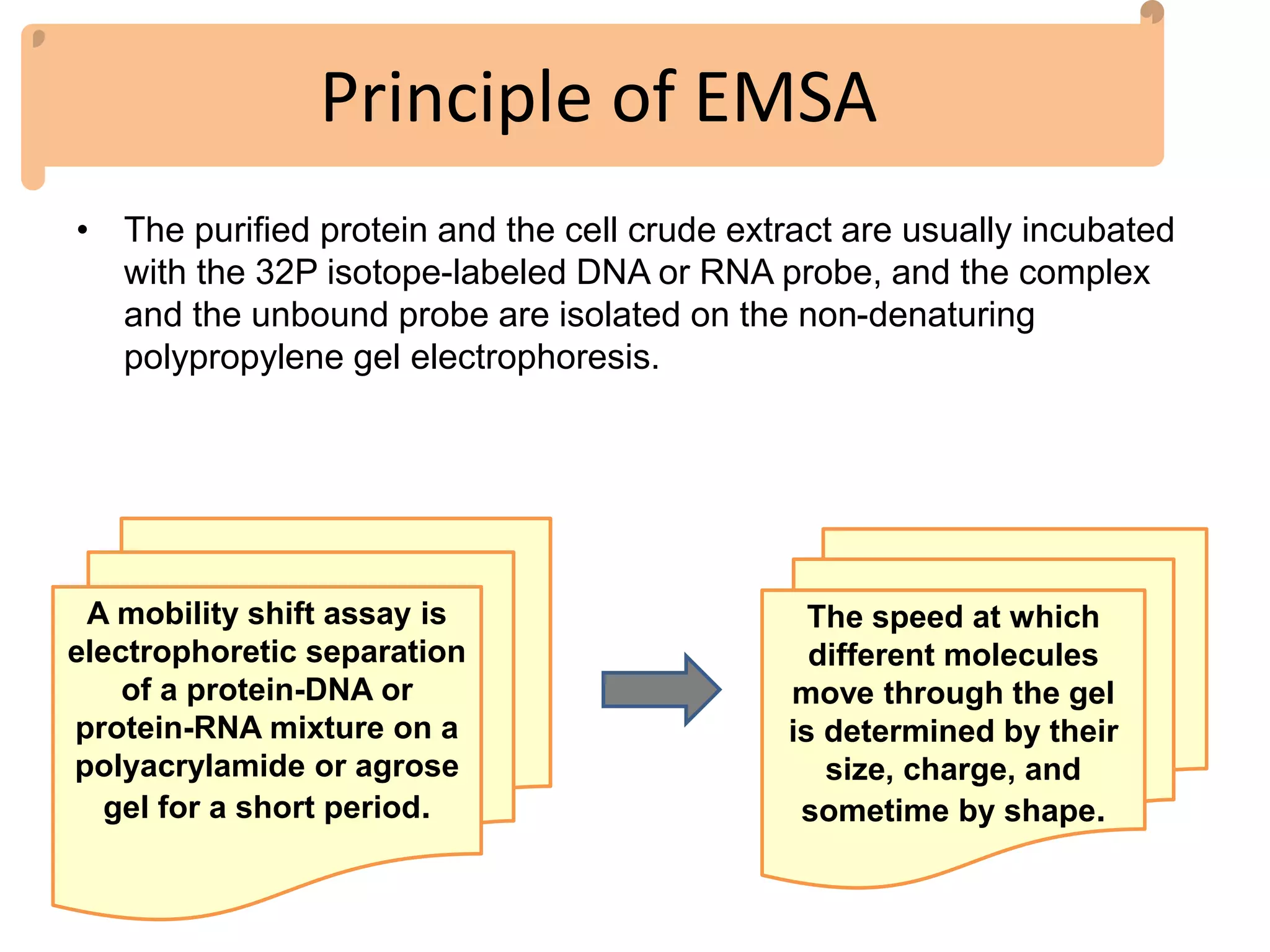 Electrophoretic mobility shift assay | PPTX