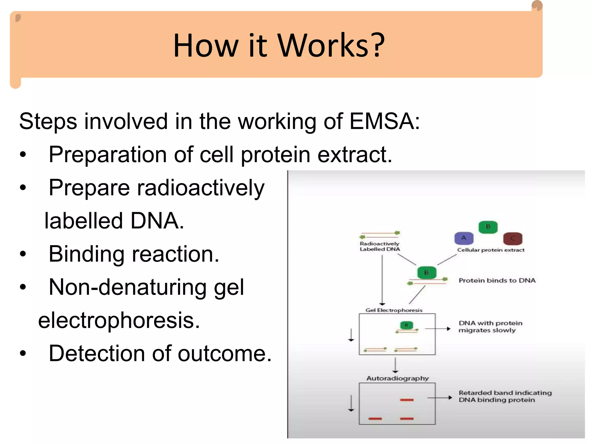 Electrophoretic mobility shift assay | PPTX