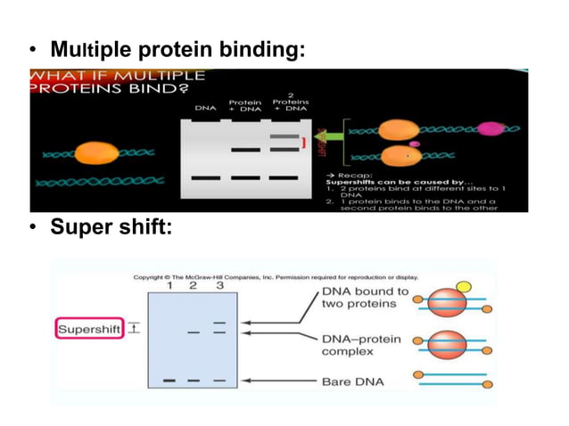 Electrophoretic mobility shift assay | PPTX | Chemistry | Science