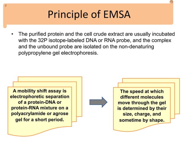 Electrophoretic mobility shift assay | PPTX | Chemistry | Science