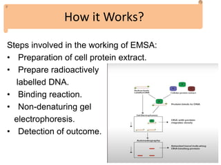 Electrophoretic mobility shift assay | PPTX
