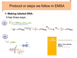 Electrophoretic mobility shift assay | PPTX