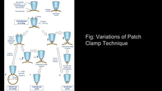 Electrophysiology | PPTX
