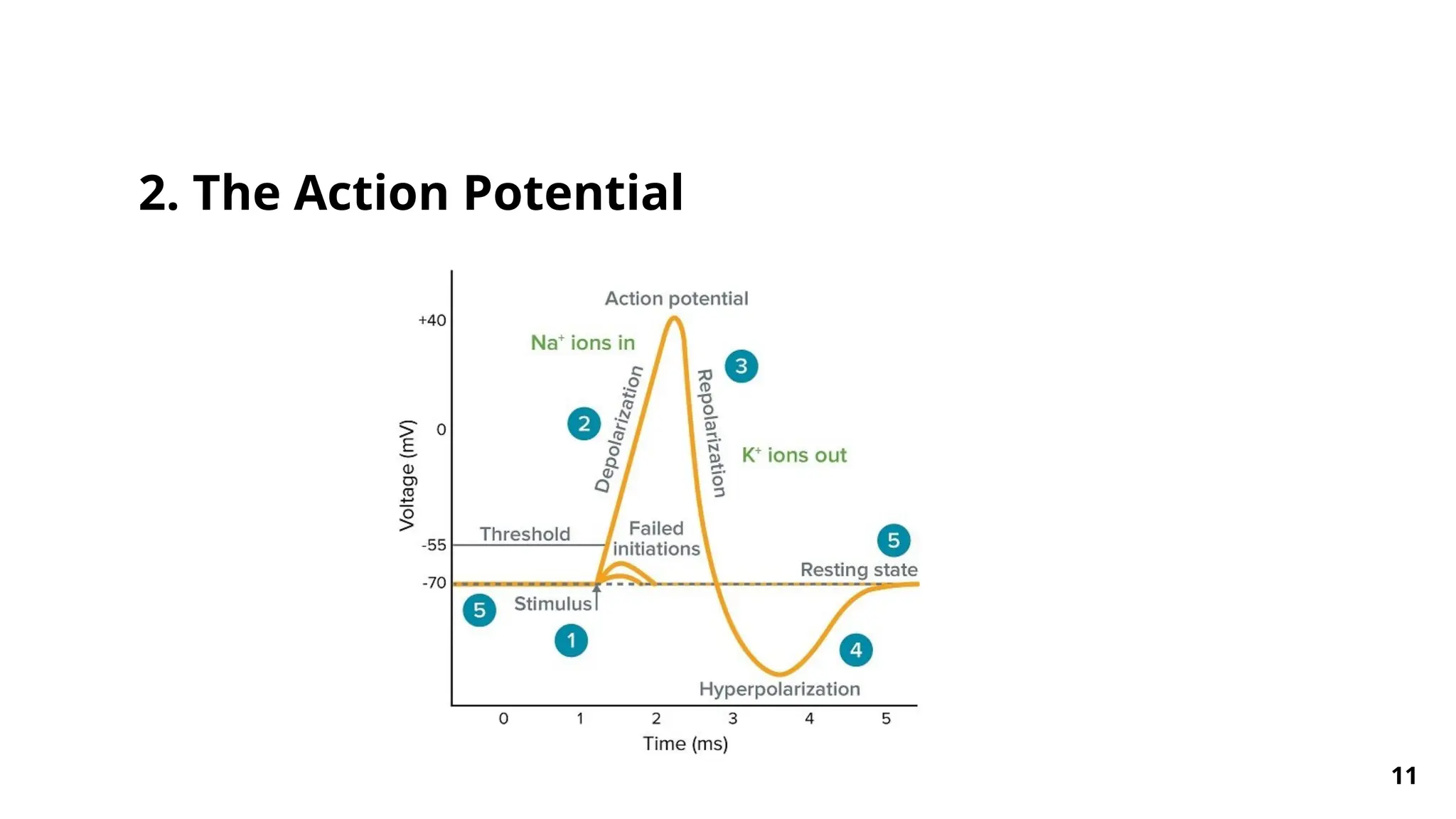 introduction to ions in the body, electrophysiology | PPT