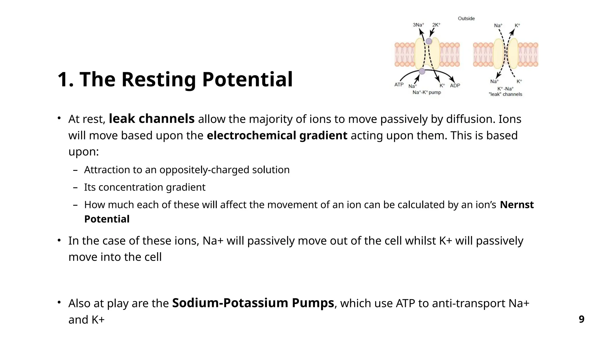 introduction to ions in the body, electrophysiology | PPT
