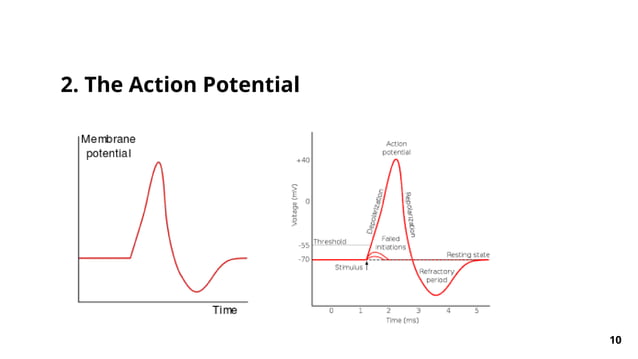introduction to ions in the body, electrophysiology | PPT